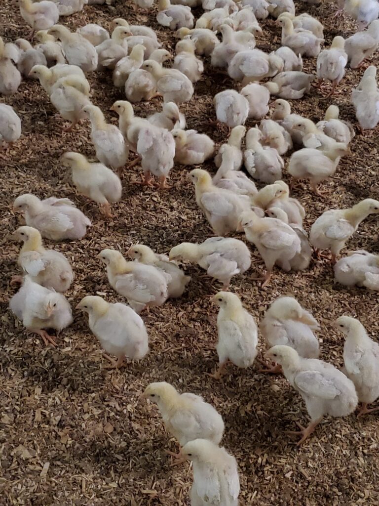 PoultryMed Veterinary Services